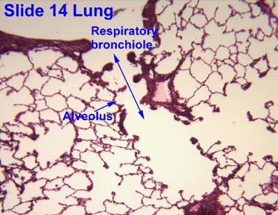Terminal Bronchiole Histology